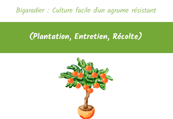 Bigaradier : Culture facile d'un agrume résistant (Plantation, Entreti ...
